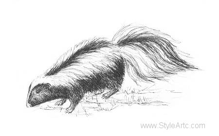 Original Animal and Nature Art: Pen and Ink Skunk Art