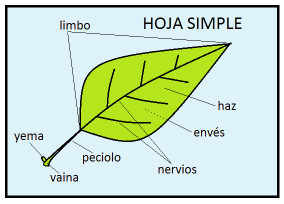 Á R B O L E S (T R E E S): Hojas simples y hojas compuestas