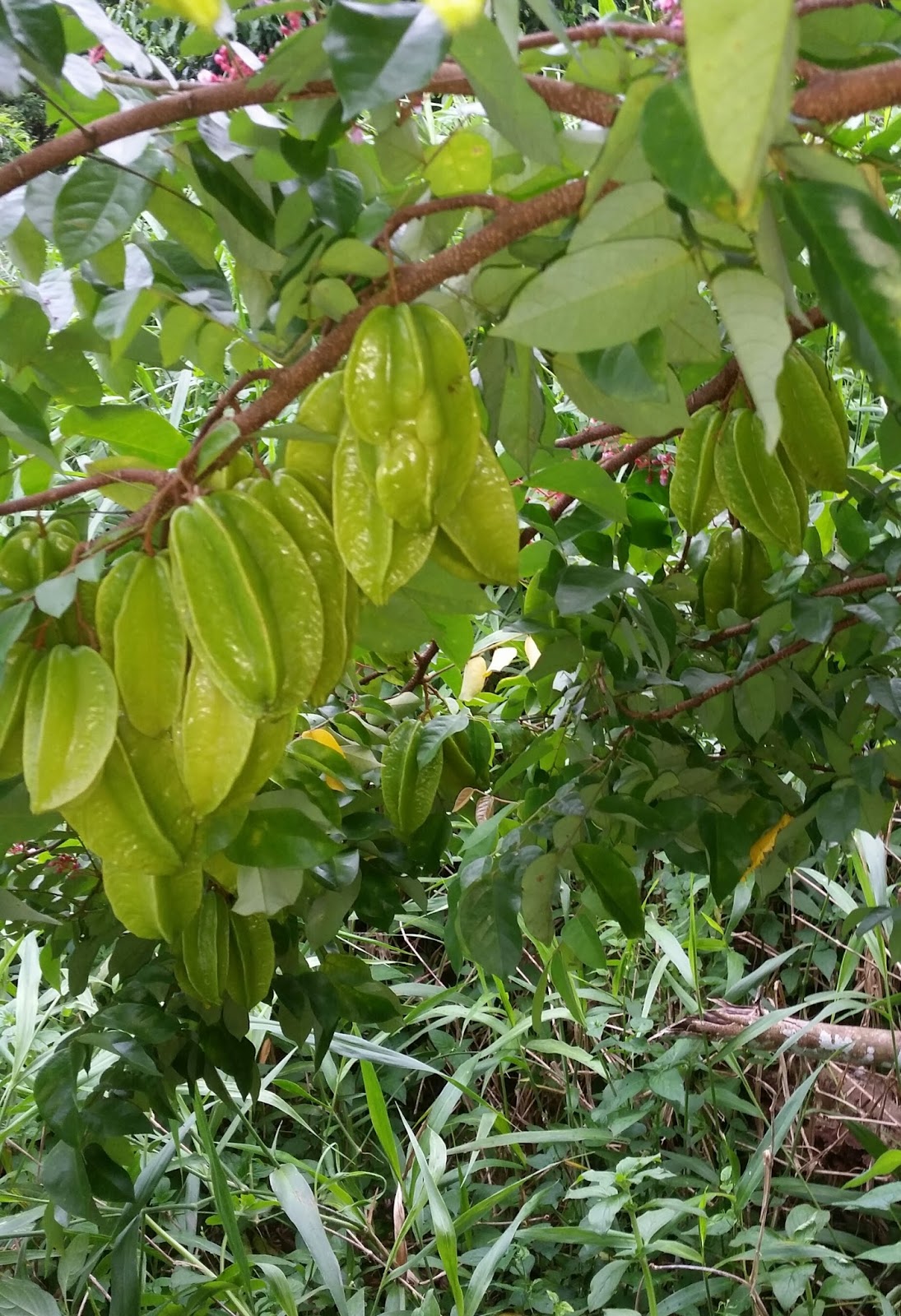Warisan Petani: Pokok belimbing Besi.
