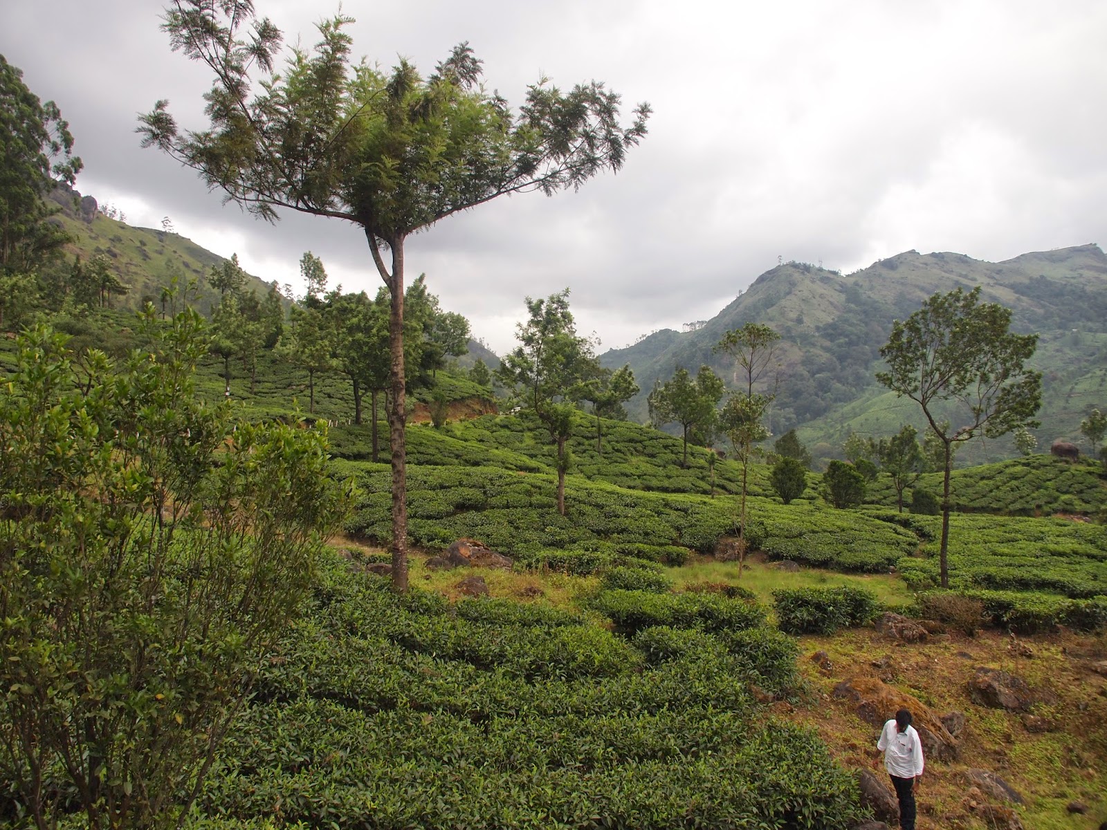 Balade à vélo: Inde Munnar