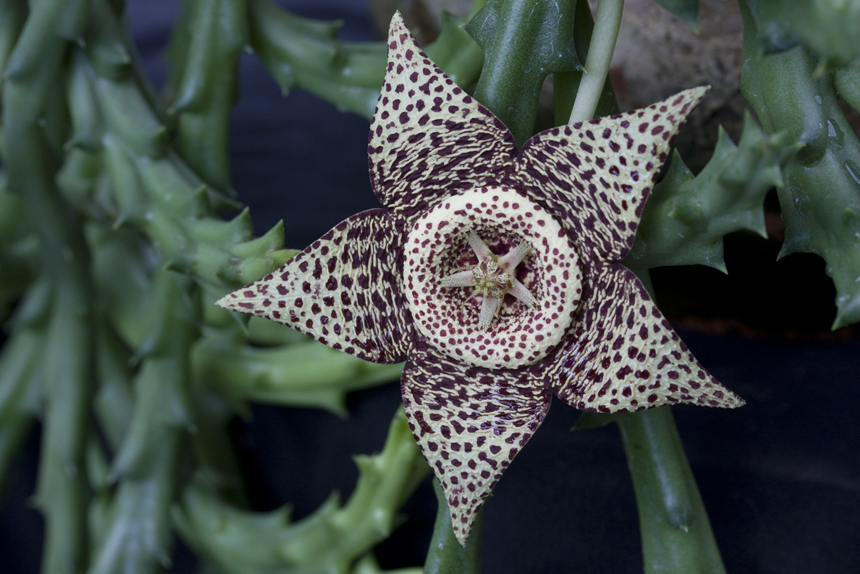 nancyridenourartist: Starfish Cactus
