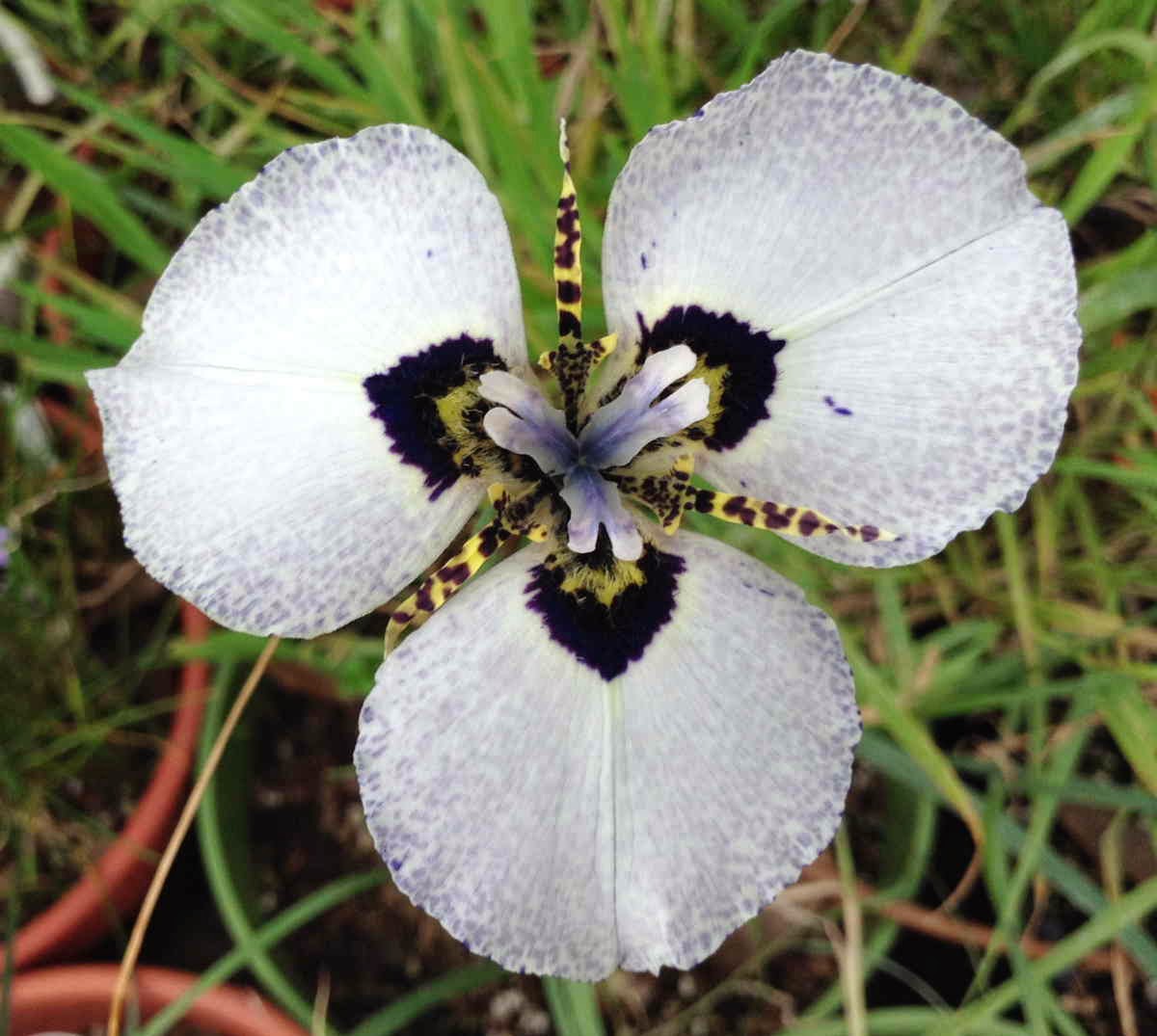 Growing Cool Plants: Moraea MM 11-50