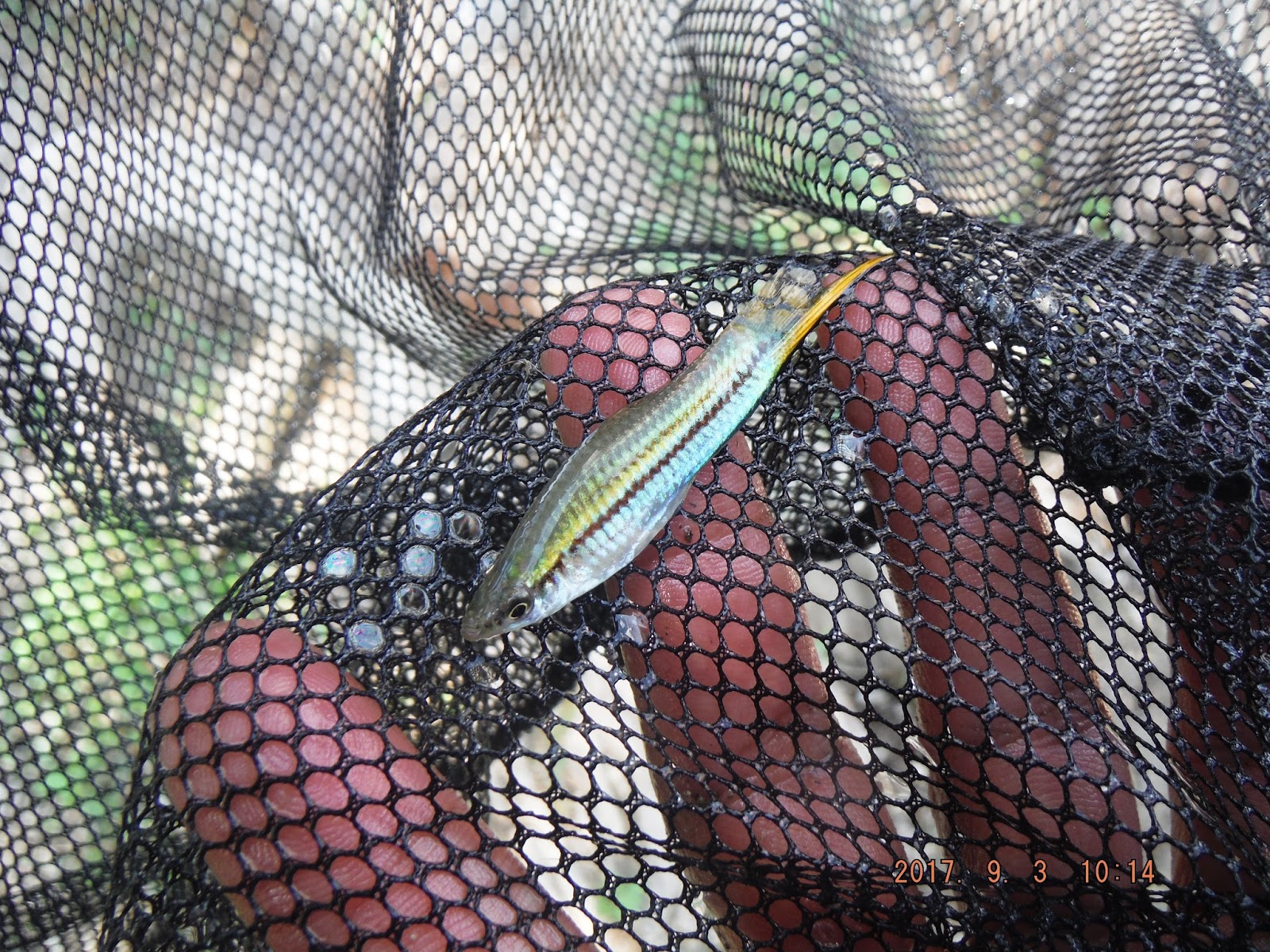 Pasión por el Acuarismo...Blog Regiomontano: Procambarus regiomontanus ...