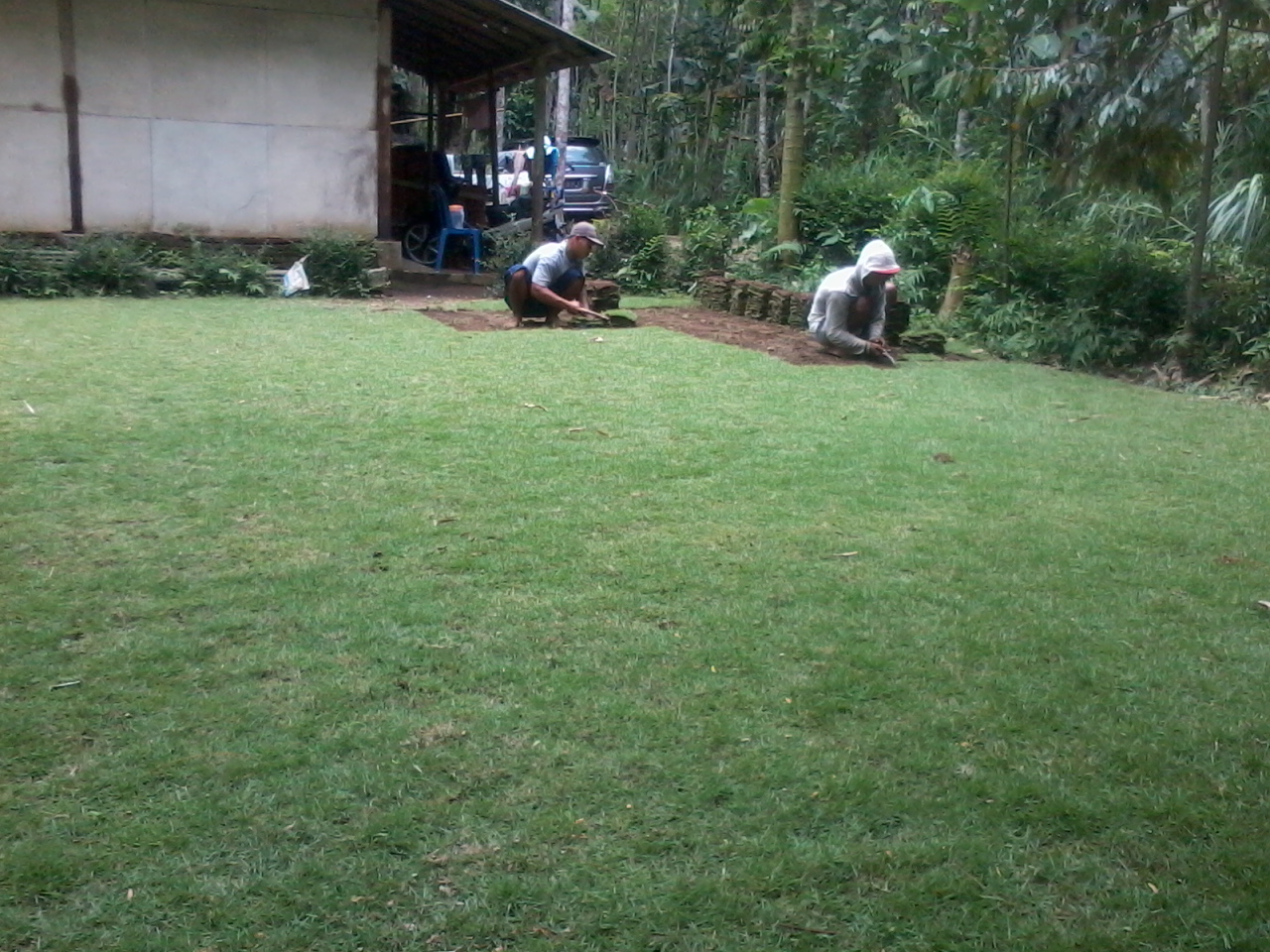 7 Jenis Rumput Bagus Untuk Taman Lanskap (Landscape) - TUKANG TAMAN ...