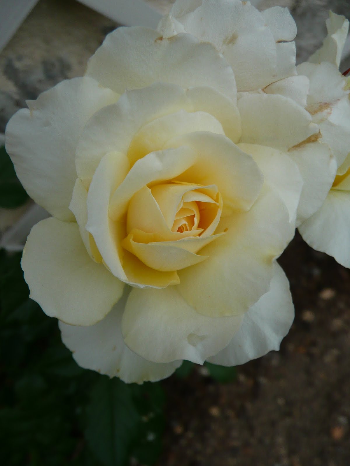 Notre jardin secret.: Juin pluvieux..