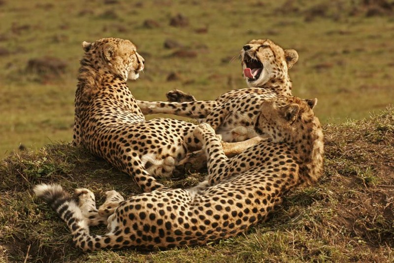 Só Fotos - Just Pictures: The 18 Most Beautiful Triplets Animals Pictures