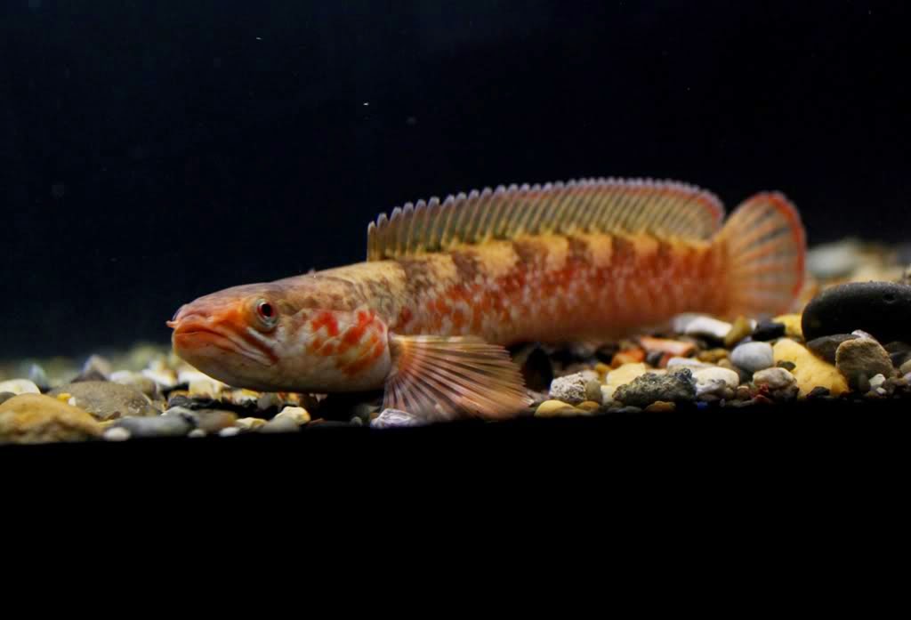 Mahamaya Hiko: Jenis jenis snakehead fish (Channidae family)