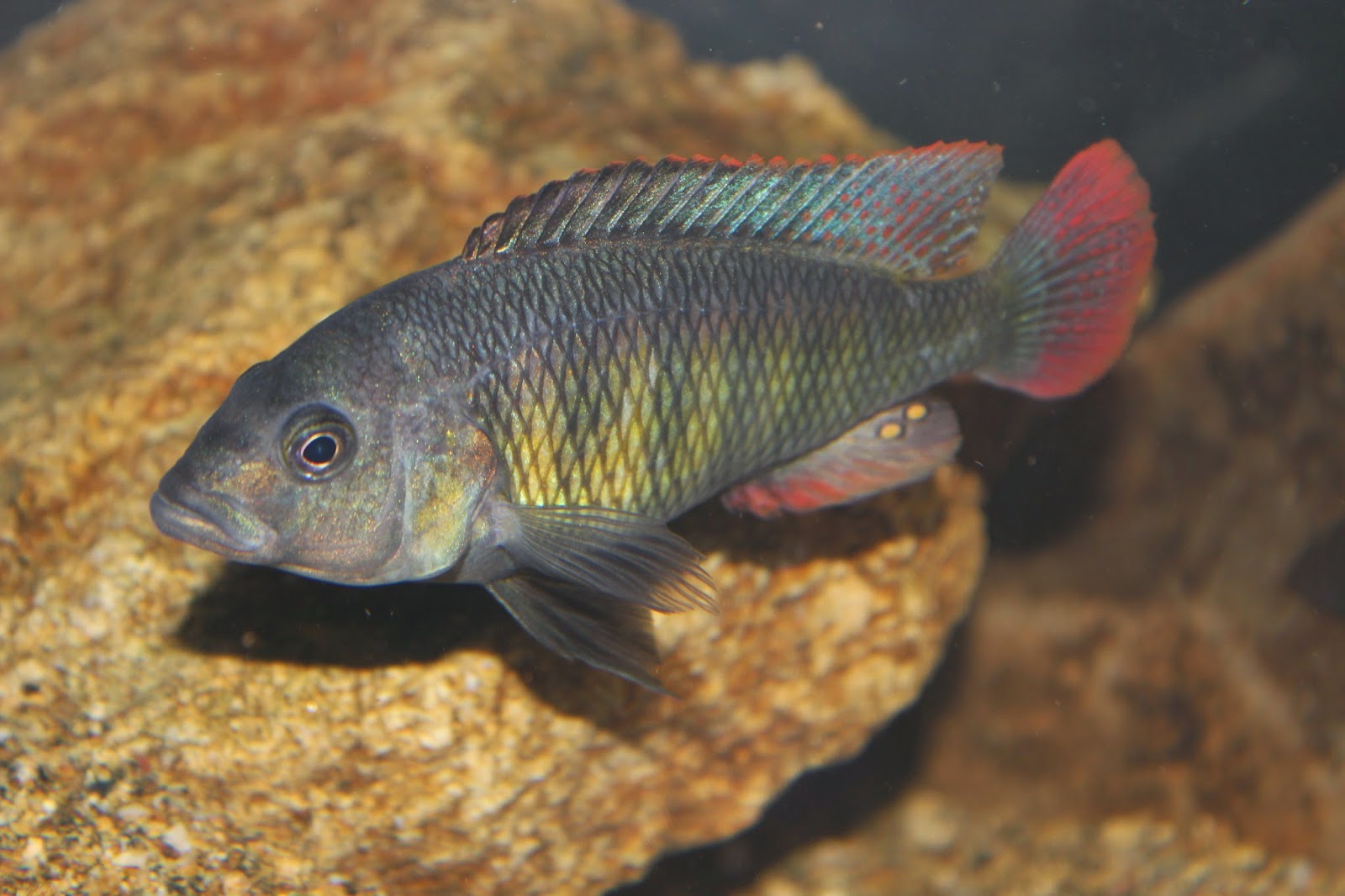 Amazing Fish: Haplochromis sp.44