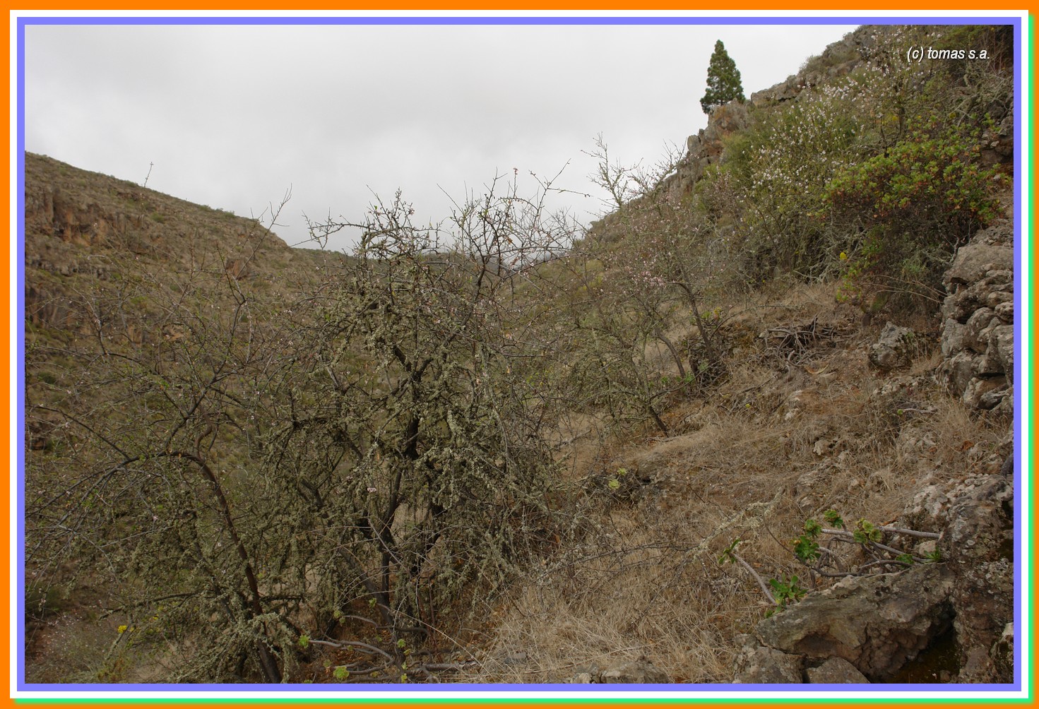 Tenerife senderos......: TENERIFE SENDEROS --GUIA ISORA-- EL JARAL -LAS ...