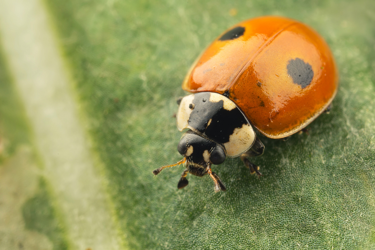 Matt Cole Macro Photography: Ladybirds