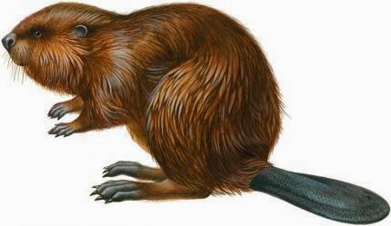 todo sobre el castor