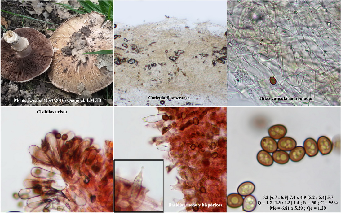Microscopía de hongos. Vol 1 . A - C: Agaricus bisporus