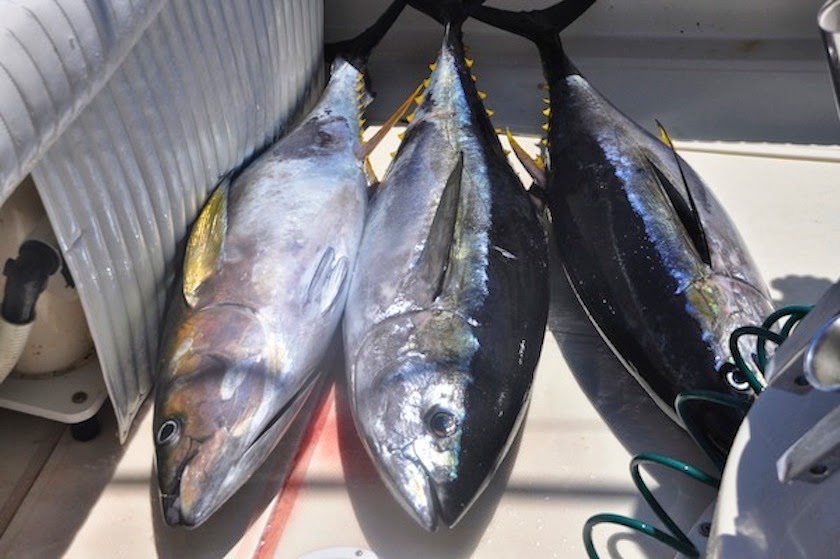 Tuna pens lead the way as bite intensifies down Baja Coast | Bloodydecks