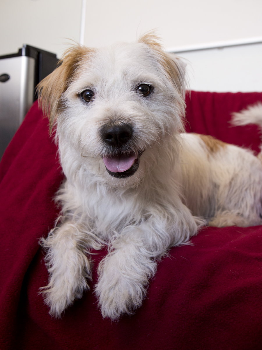 Shelter Dogs of Portland: "FREDDY" cute and feisty terrier