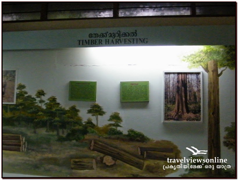 പ്രകൃതിയിലേക്ക് ഒരു യാത്ര (a travel towards NATURE): TEAK MUSEUM ...