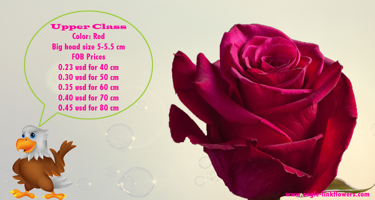 Eagle-Link Flowers: Upper Class Rose