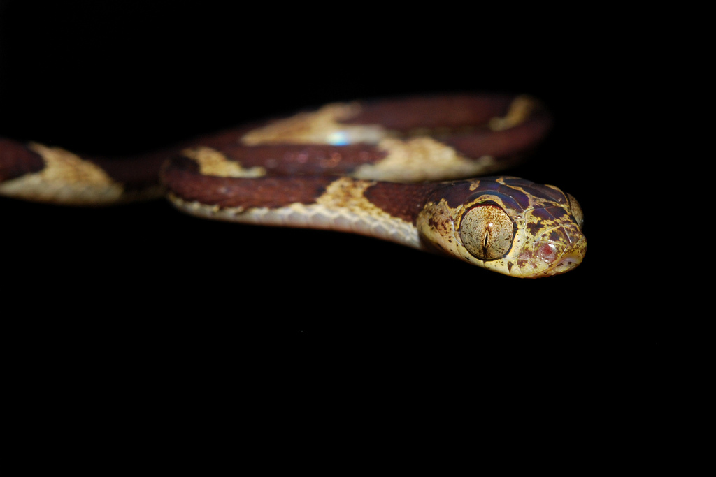 Real Monstrosities: Blunthead Tree Snake