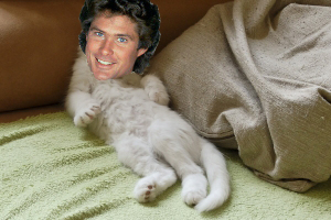 Celeb Cat of the Week: David Michael Hasselhoff