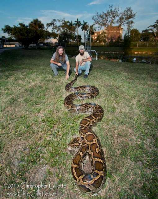 90 Miles From Tyranny : Pythons beware — Florida’s new hunters are on ...