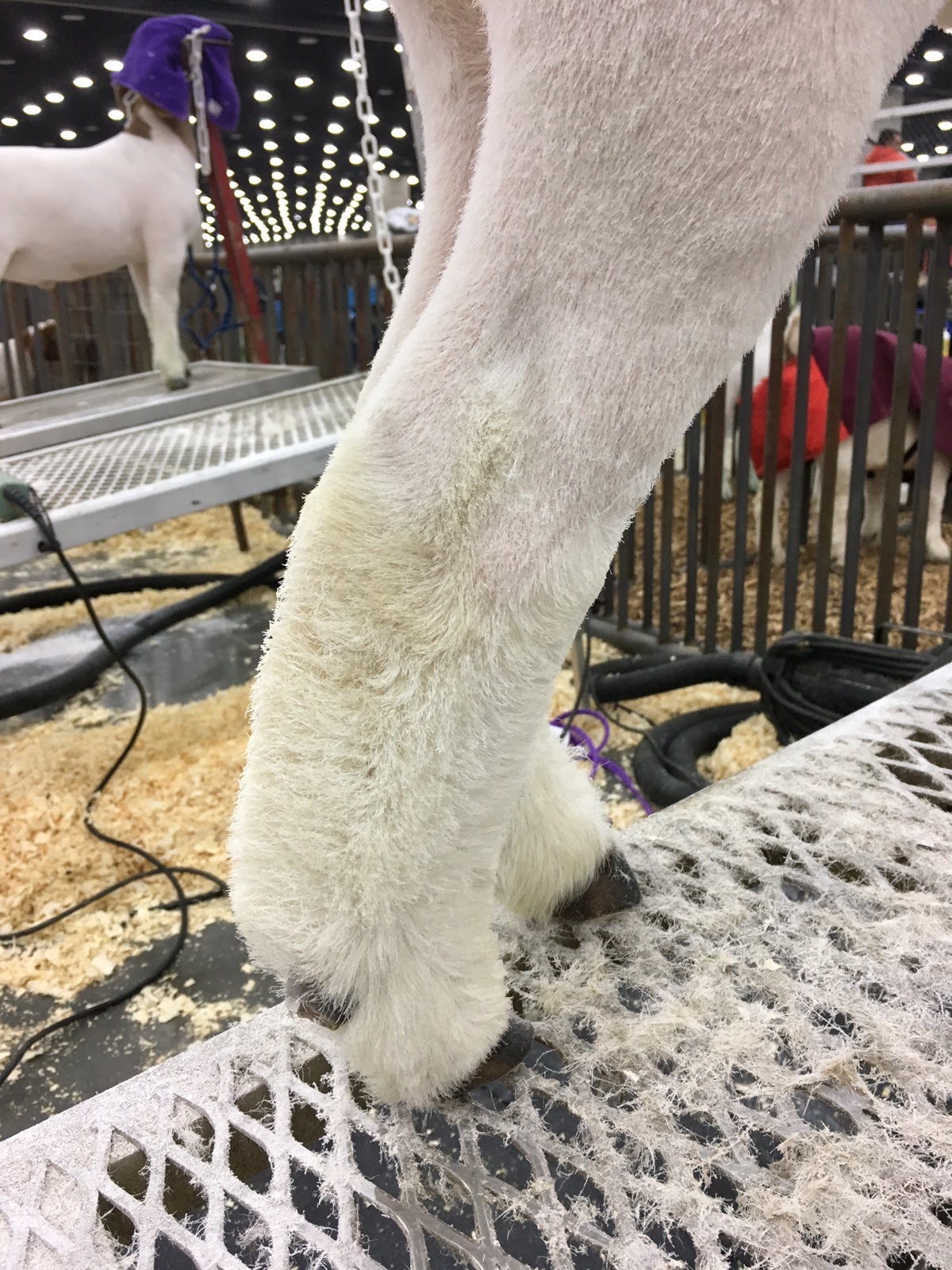MITTAG Blog: 2017 FITTING PERFECTION CONTEST | SHEEP + GOAT DIVISION