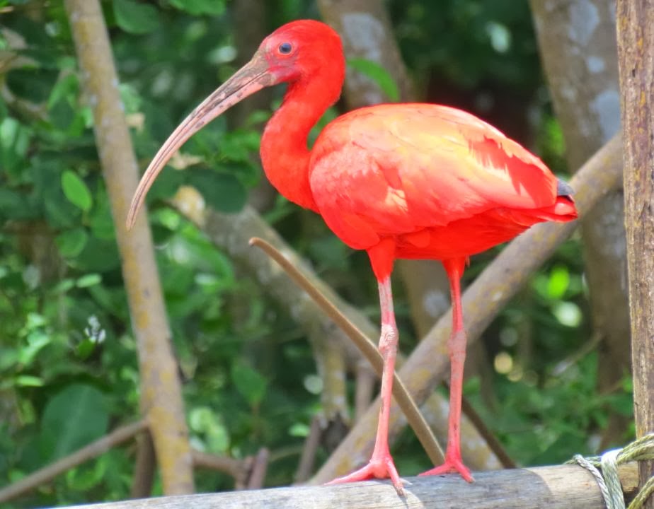 Tierra de cigueñas: Corocoro rojo (Eudocimus ruber)