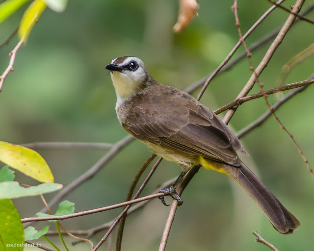 B u r u n g K e l i l i n g R u m a h .....: Merbah Kapur (Yellow ...