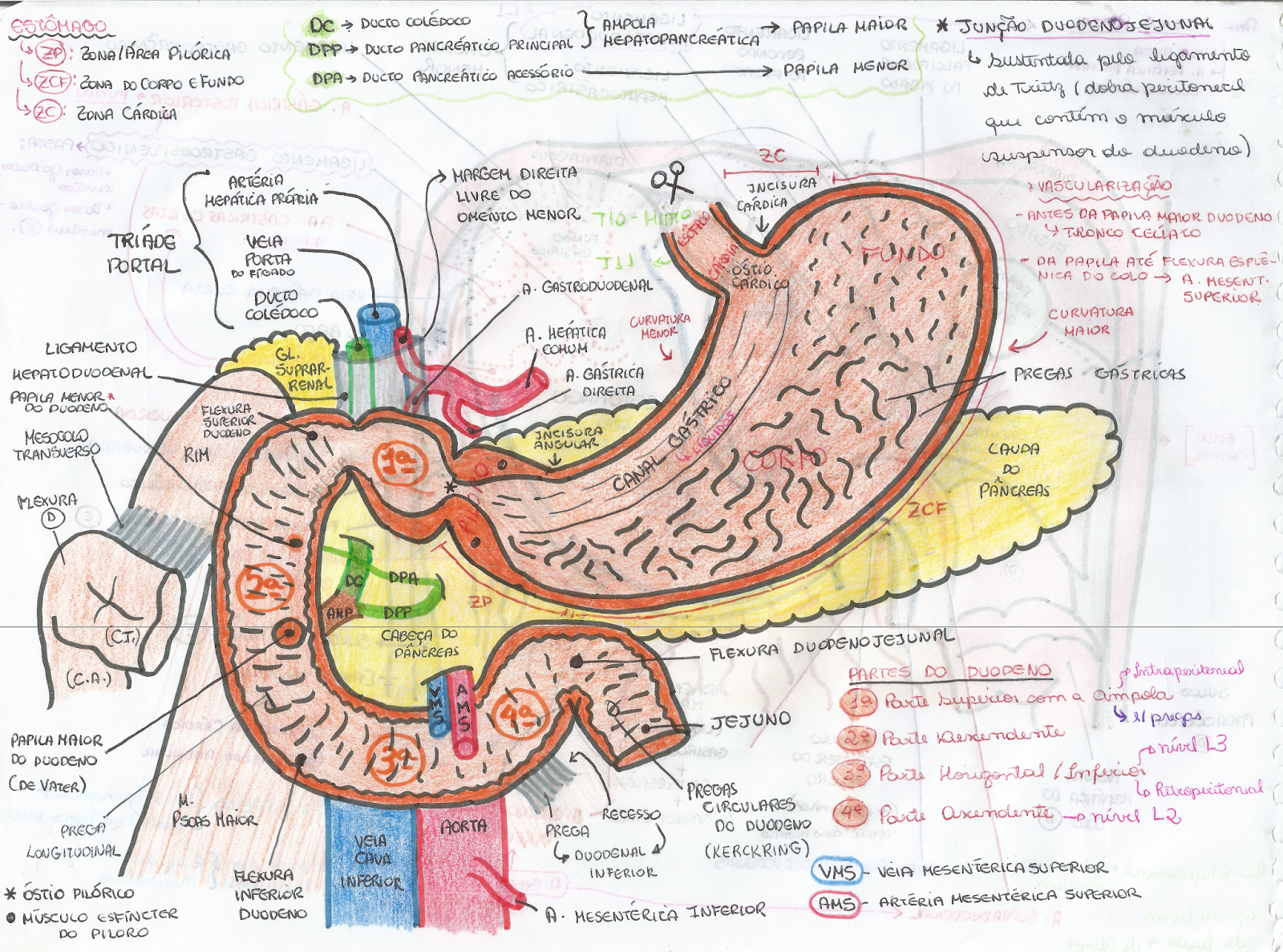 Rabiscos Infundados: Estômago e Duodeno
