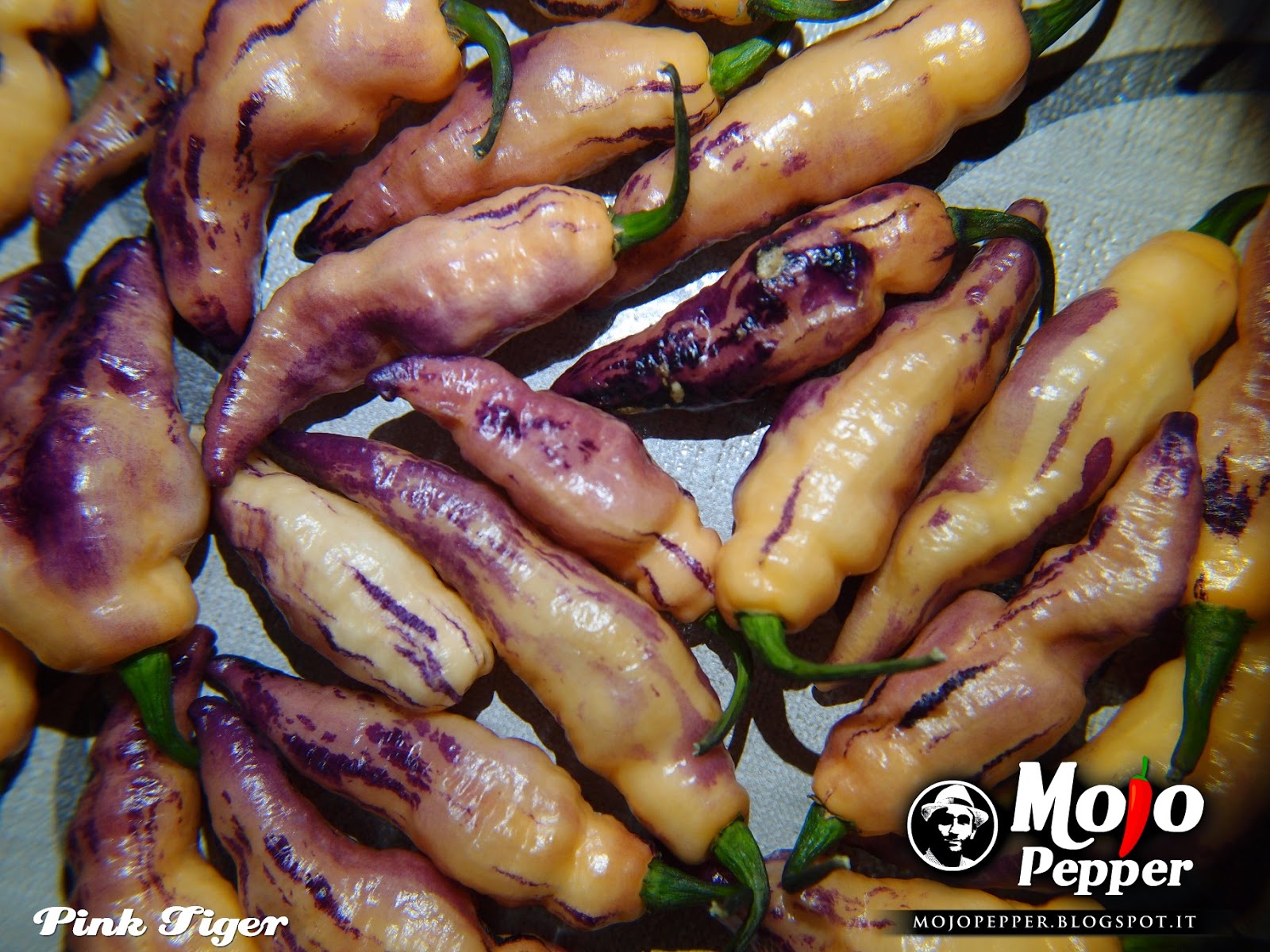 The Mojo Pepper - Just a Chili Pepper grower: Pimenta Pink Tiger new pods