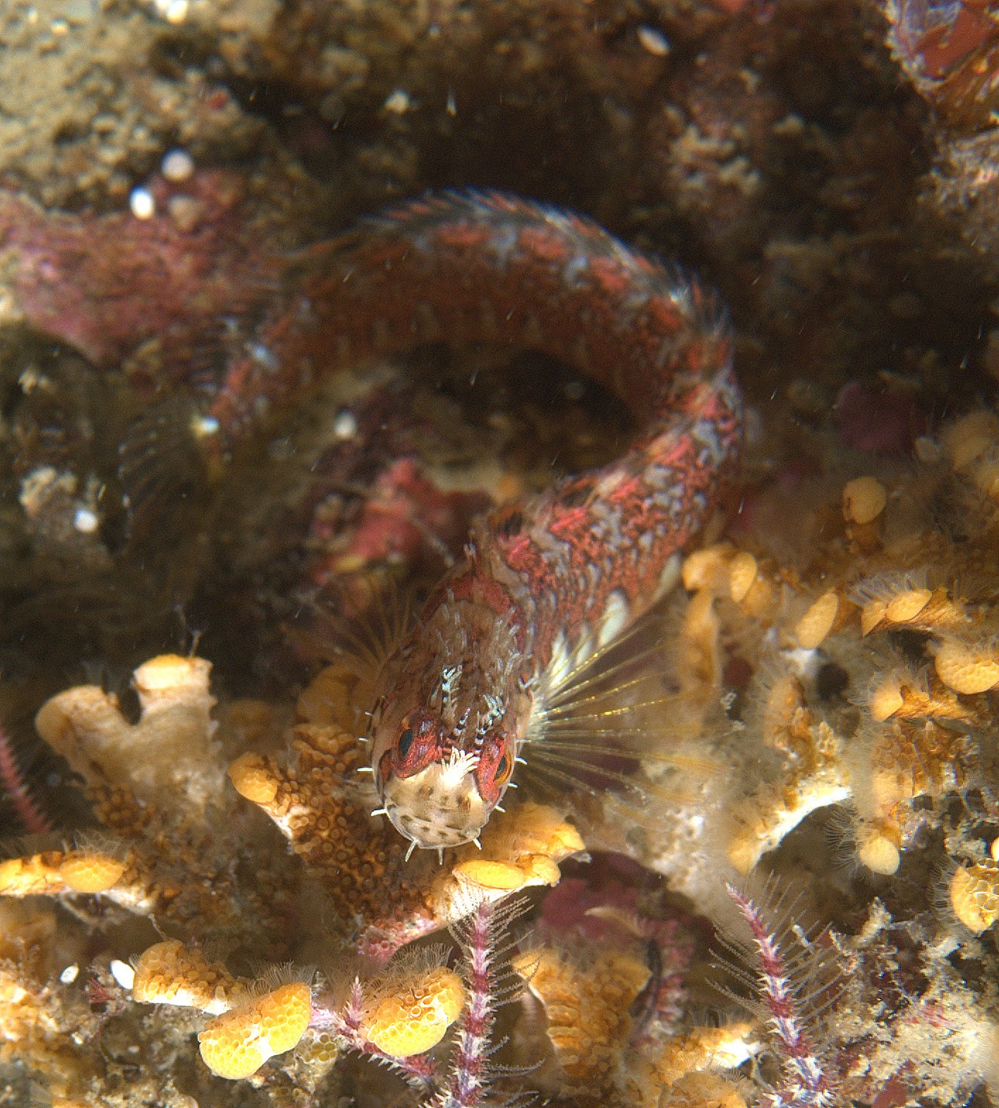 The Best of Underpressure Photography: Radiated Shanny- Harpswell, ME ...