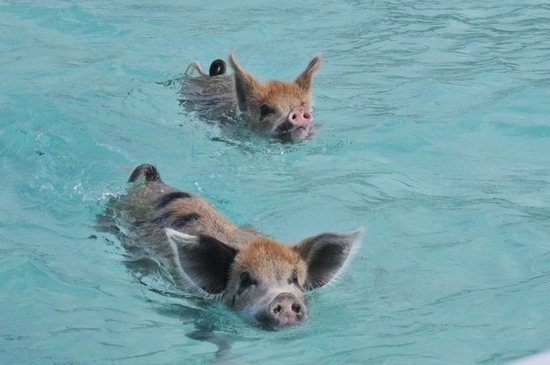 all star pics: Pig Island, or Big Major Cay, is an area in the ...