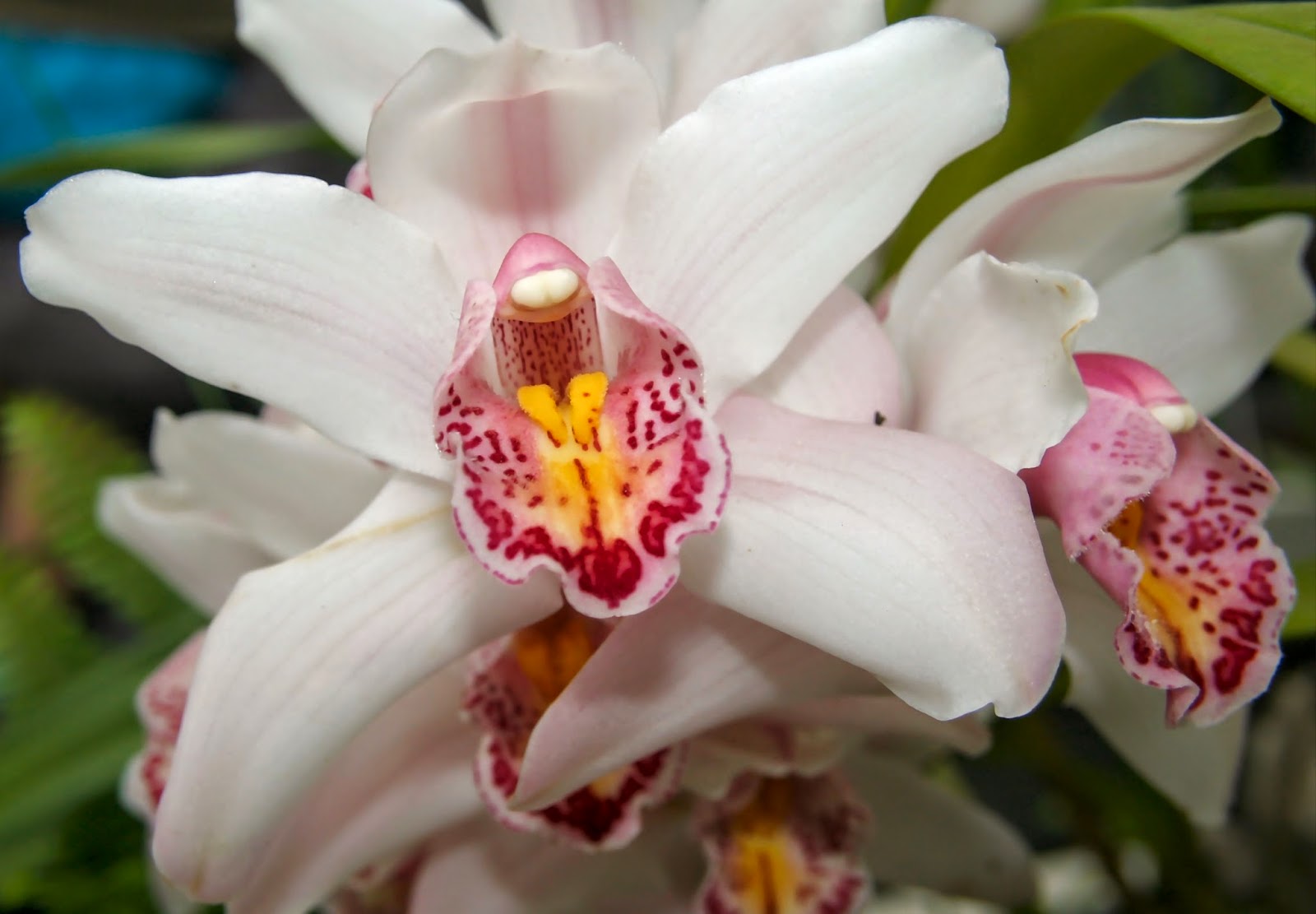 purpura: ORQUIDEAS SALVAJES