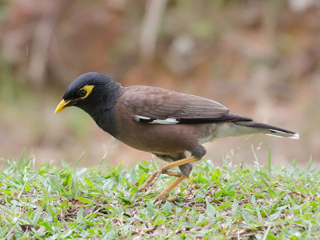 A Malaysian Birder: Putrajaya Surprises!
