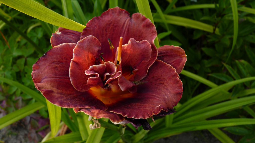 Høneballehaven på Samsø og Hellerupvej på Fyn: Dagliljer/hemerocallis