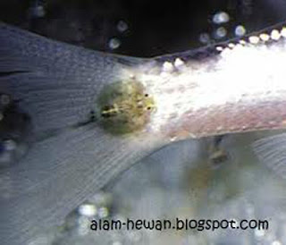 Kata-Kata Online: Kutu air yang menyerang ikan, Argulus