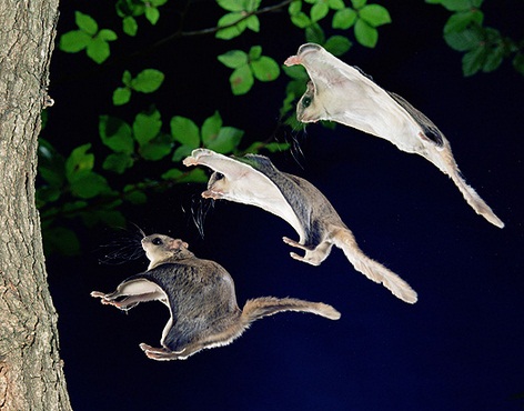 ESQUILO-VOADOR | #AnjosQuatroPatas