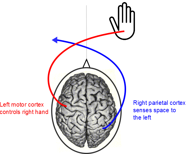 Training the Musical Brain: Crossing the Midline