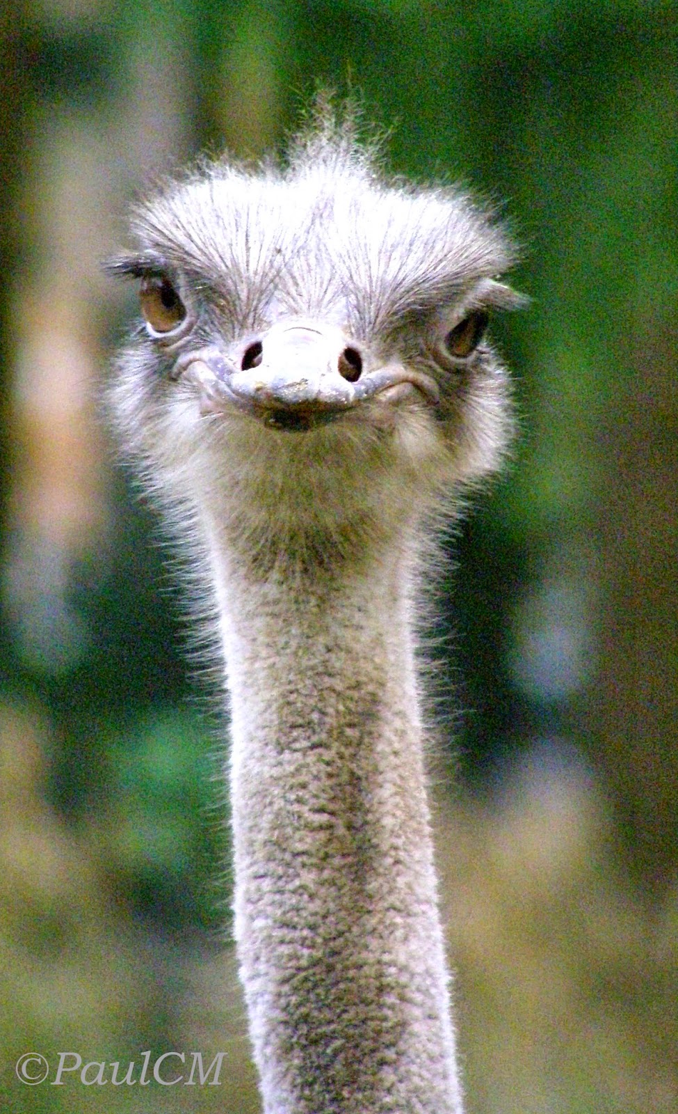 Paul vertelt: STRUIS