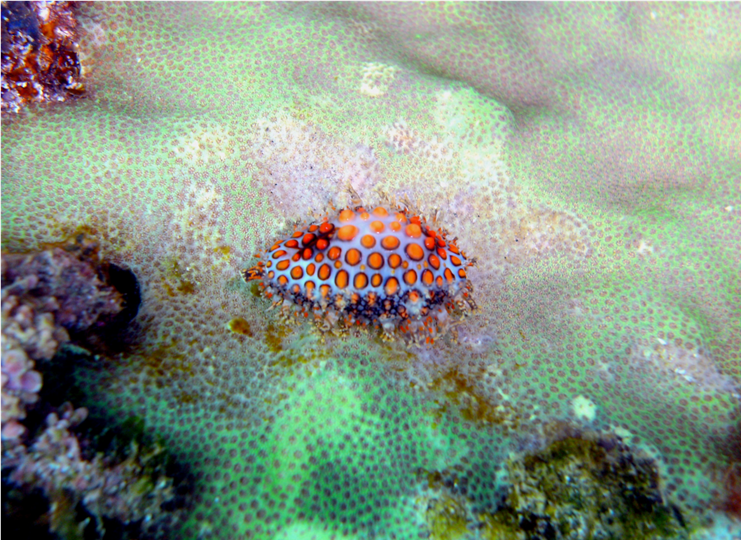 Moluscos del Pacífico Mexicano: Jenneria pustulata