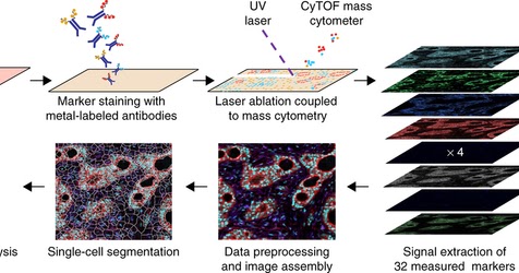 CoreGenomics: Reporting on Fluidigm's single-cell user meeting at the ...
