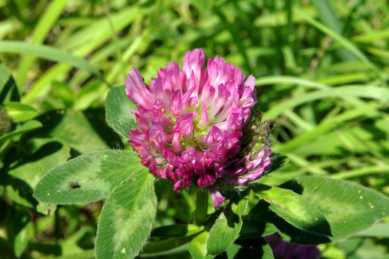 Groen Paradijs: Rode klaver (Trifolium pratense)