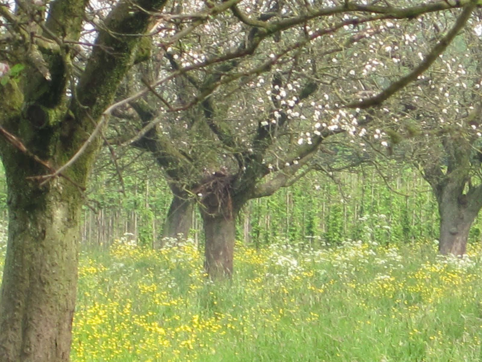 "In het opkamertje": "Over een oude boomgaard en de laatste ronde"
