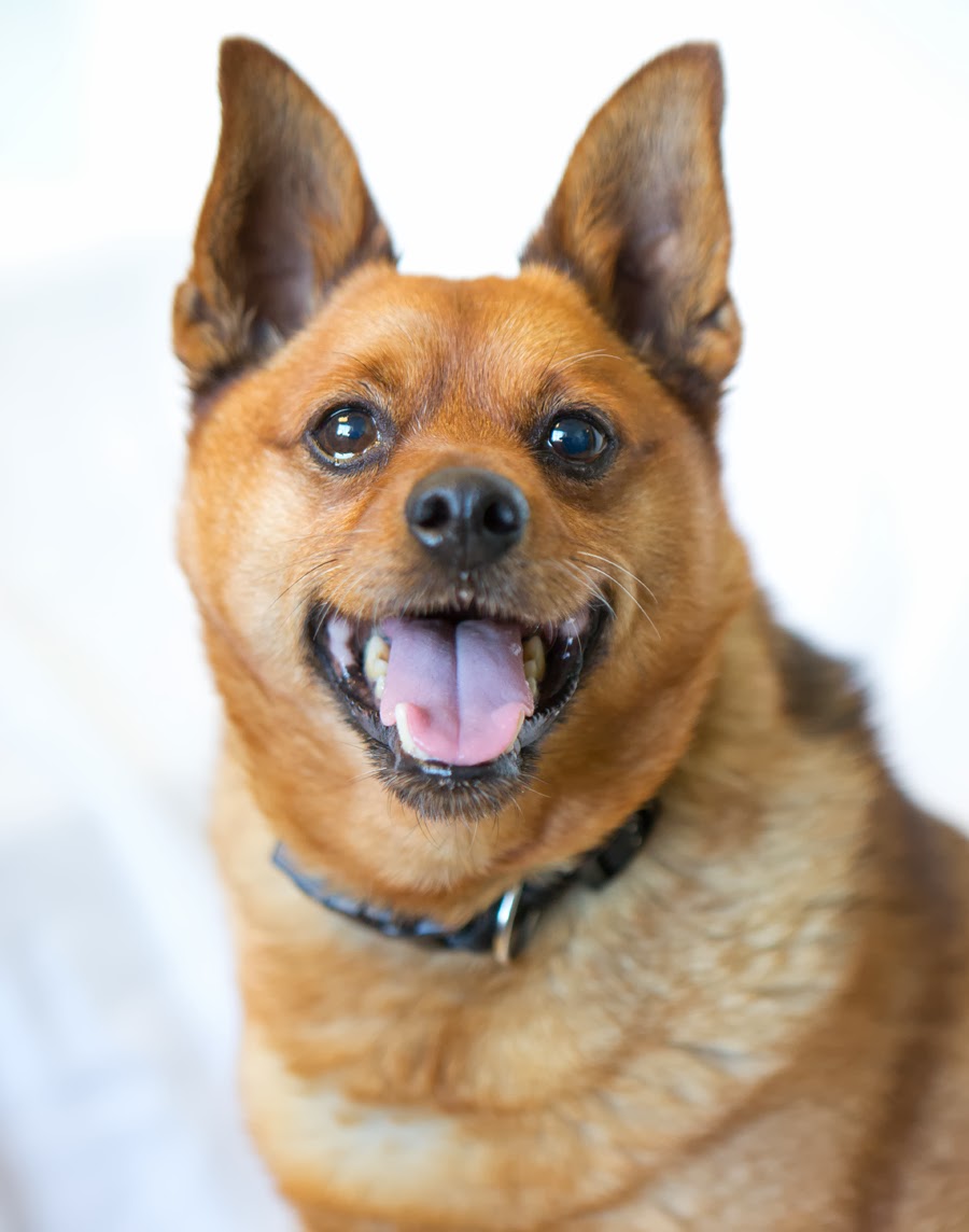 Shelter Dogs of Portland: "ANTHONY" stout,outgoing Schipperke mix!