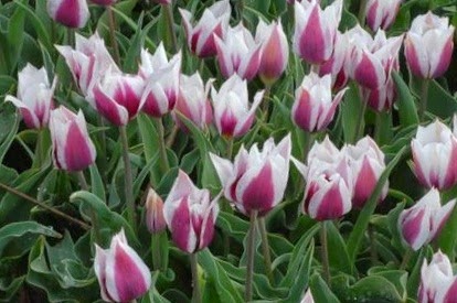 The Adventure Begins: Boats, Windmills and Tulips…Keukenhof Gardens