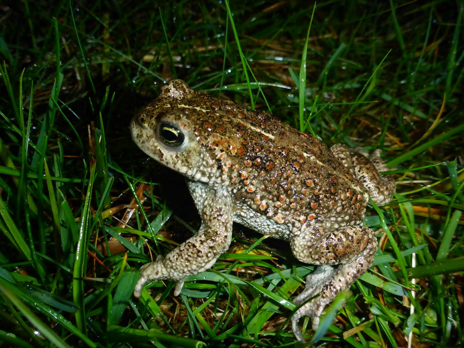 sandscalehaws: Toad Story