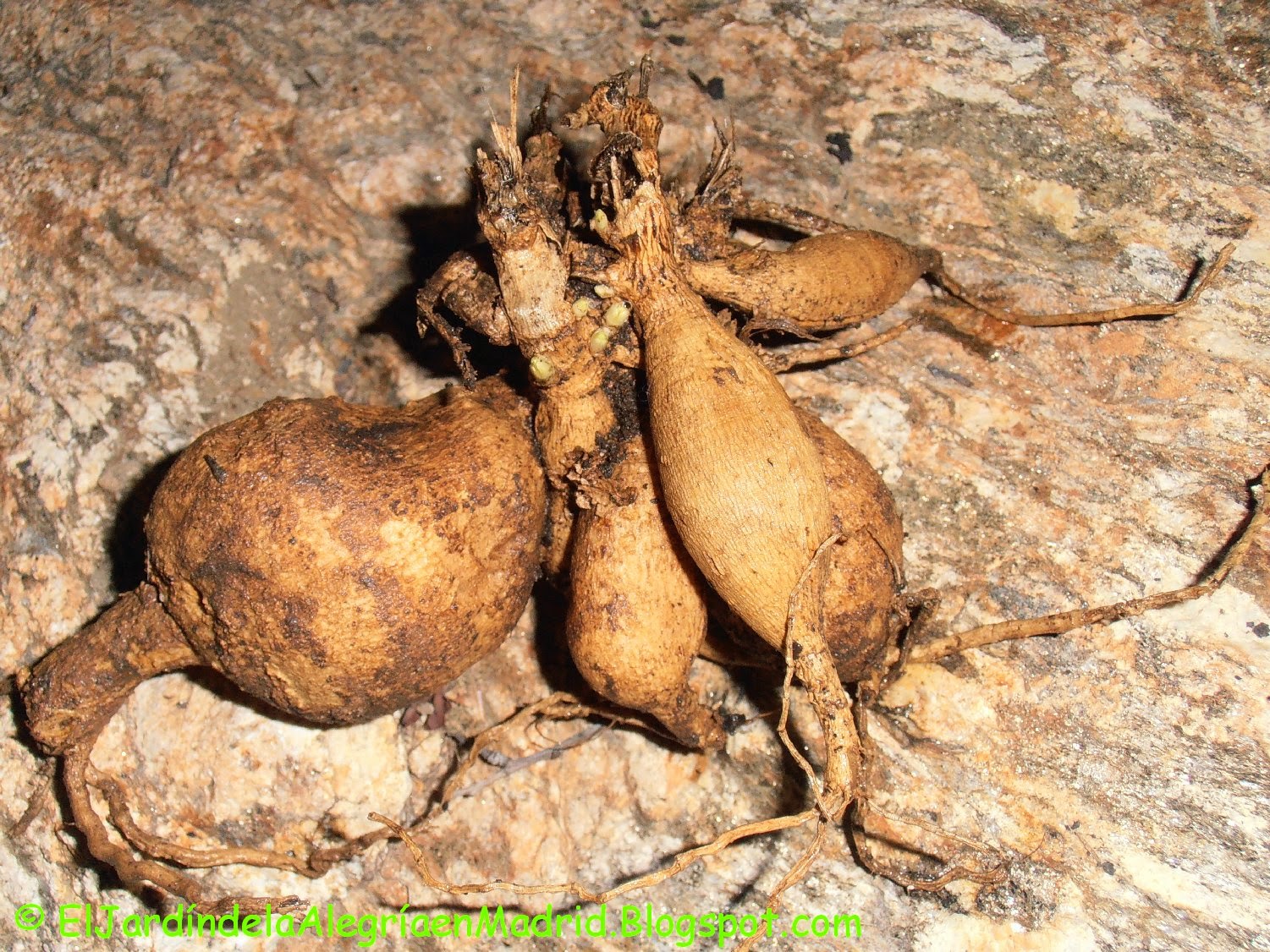 El jardín de la alegría : Plantar y dividir dalias (Dahlia)