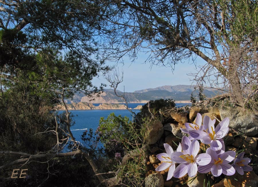 Mallorca es así también: Flora silvestre en la costa de Mallorca
