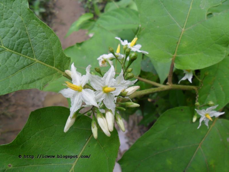 Indian nightshade - Solanum indicum