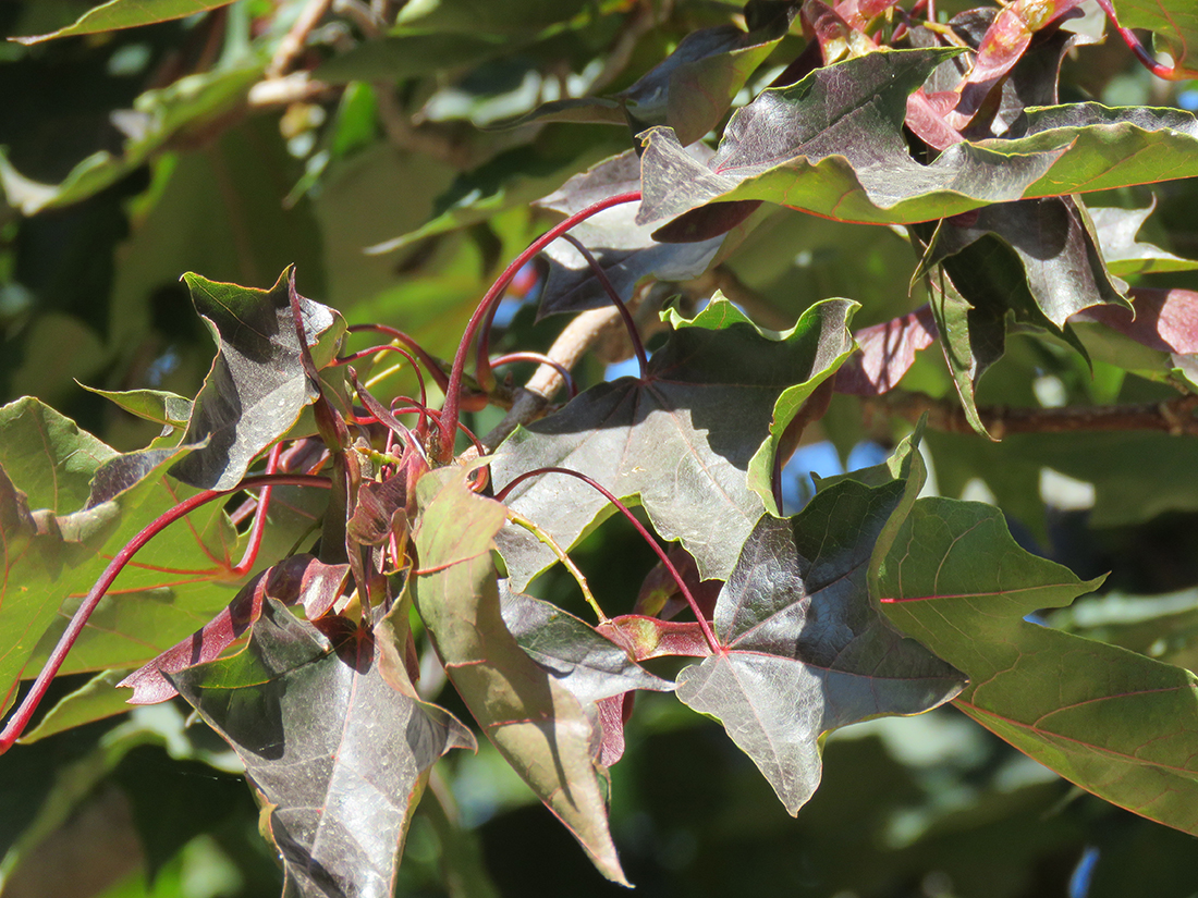 Á R B O L E S (T R E E S) y P A L M E R A S (P A L M S): Acer ...