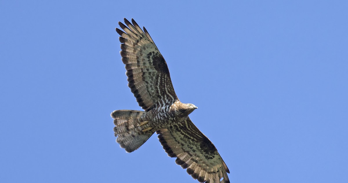 pewit: female Honey-buzzard