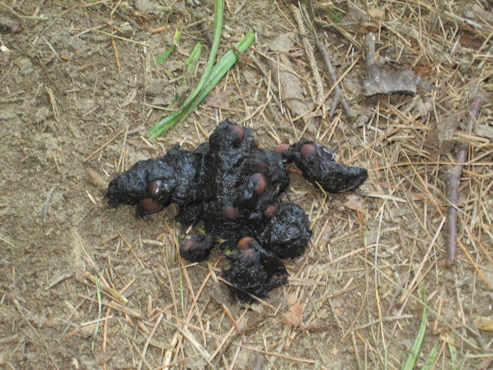 Country Living: Skunks and Porcupines